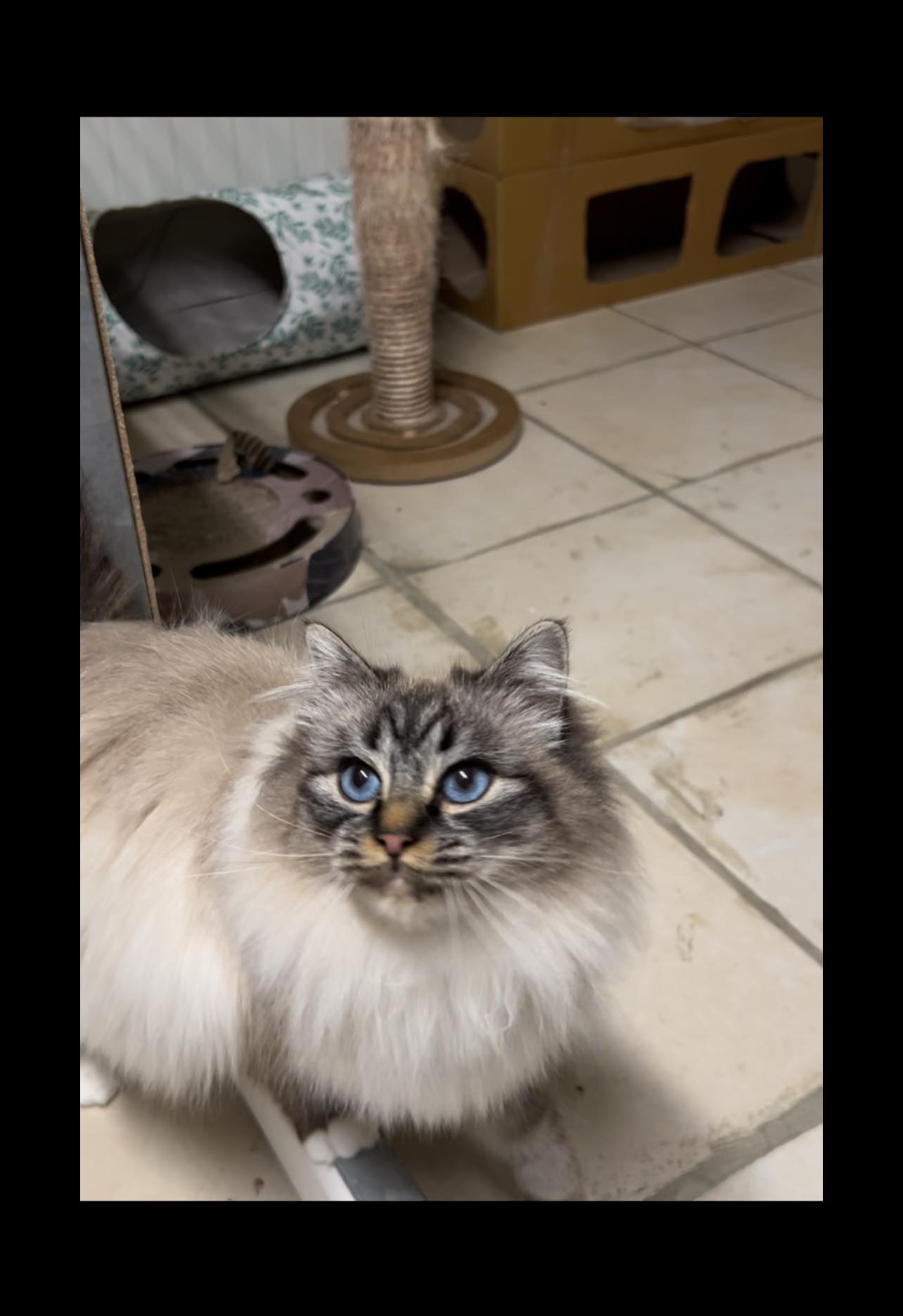 Shakira of Blue Leaf Valley : femelle Sacré de Birmanie seal tabby ...