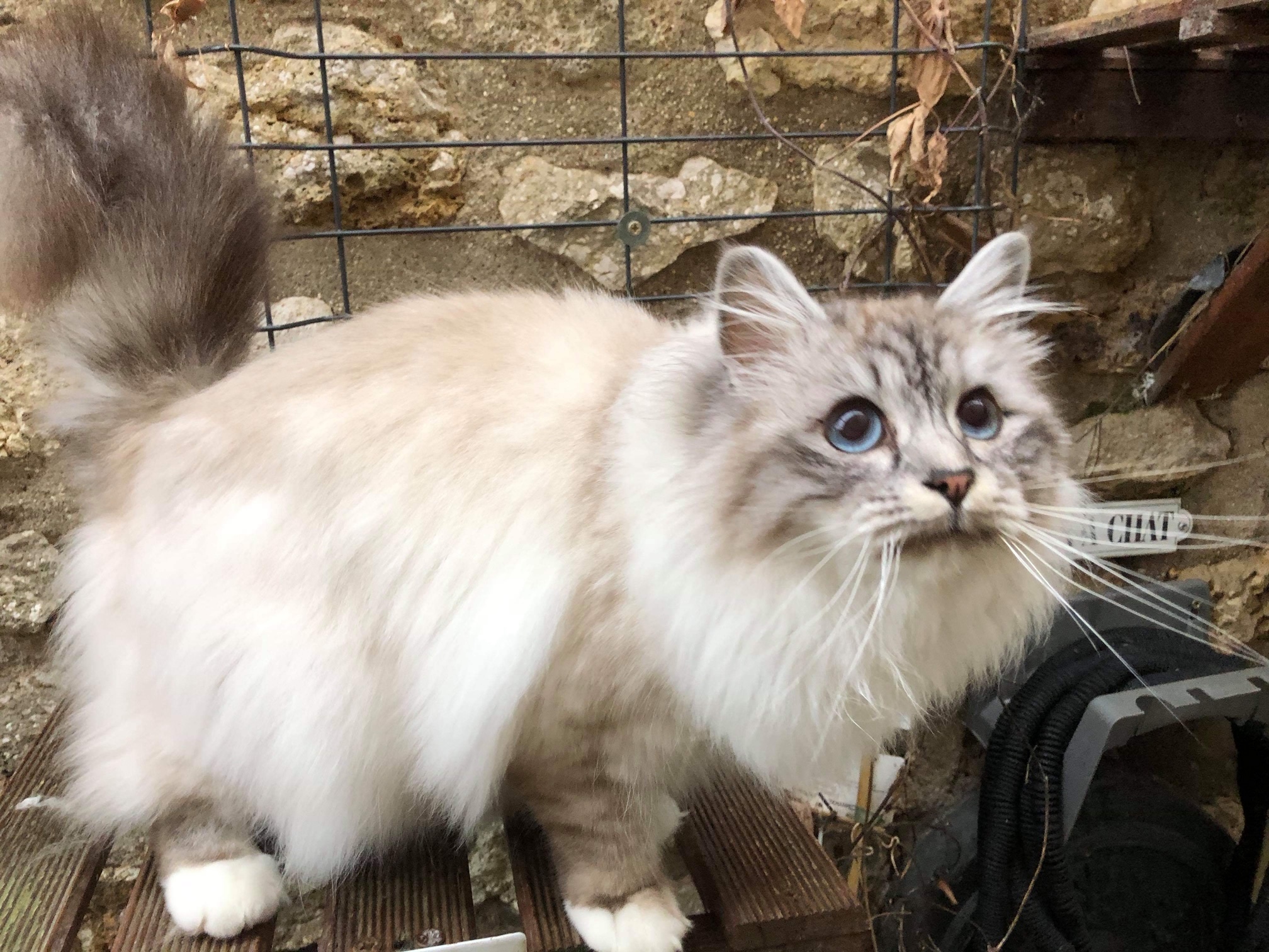 Lolita Silver Gleam des Amours Birmanes : femelle seal silver tabby ...