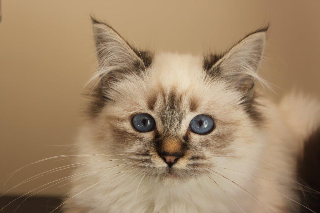 Sacré De Birmanie Blue Tabby Point | Chtoby Pomnili