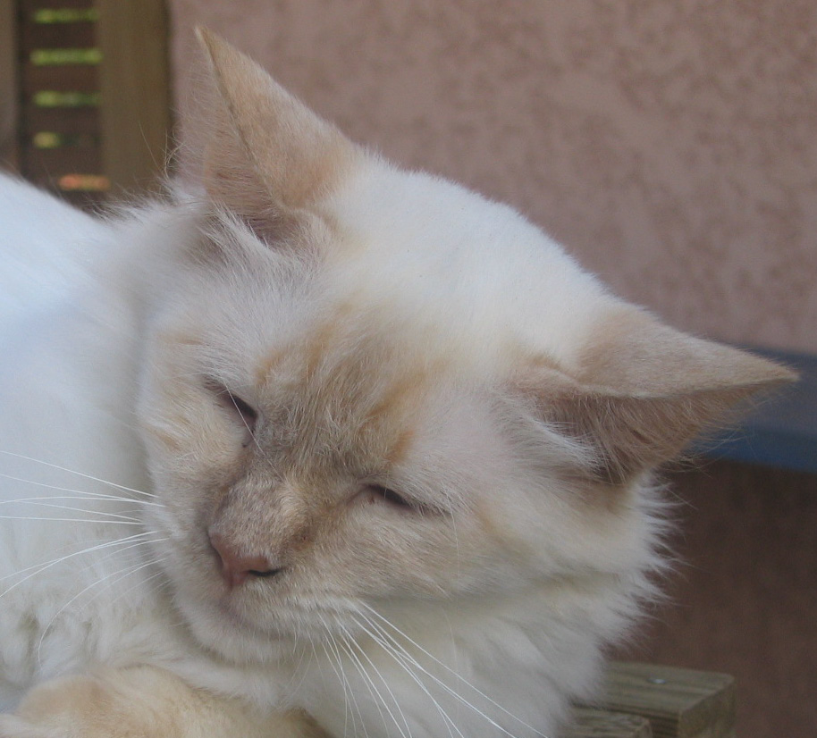 Ribo’s Rosa Majalis : femelle Sacré de Birmanie cinnamon tortie point ...