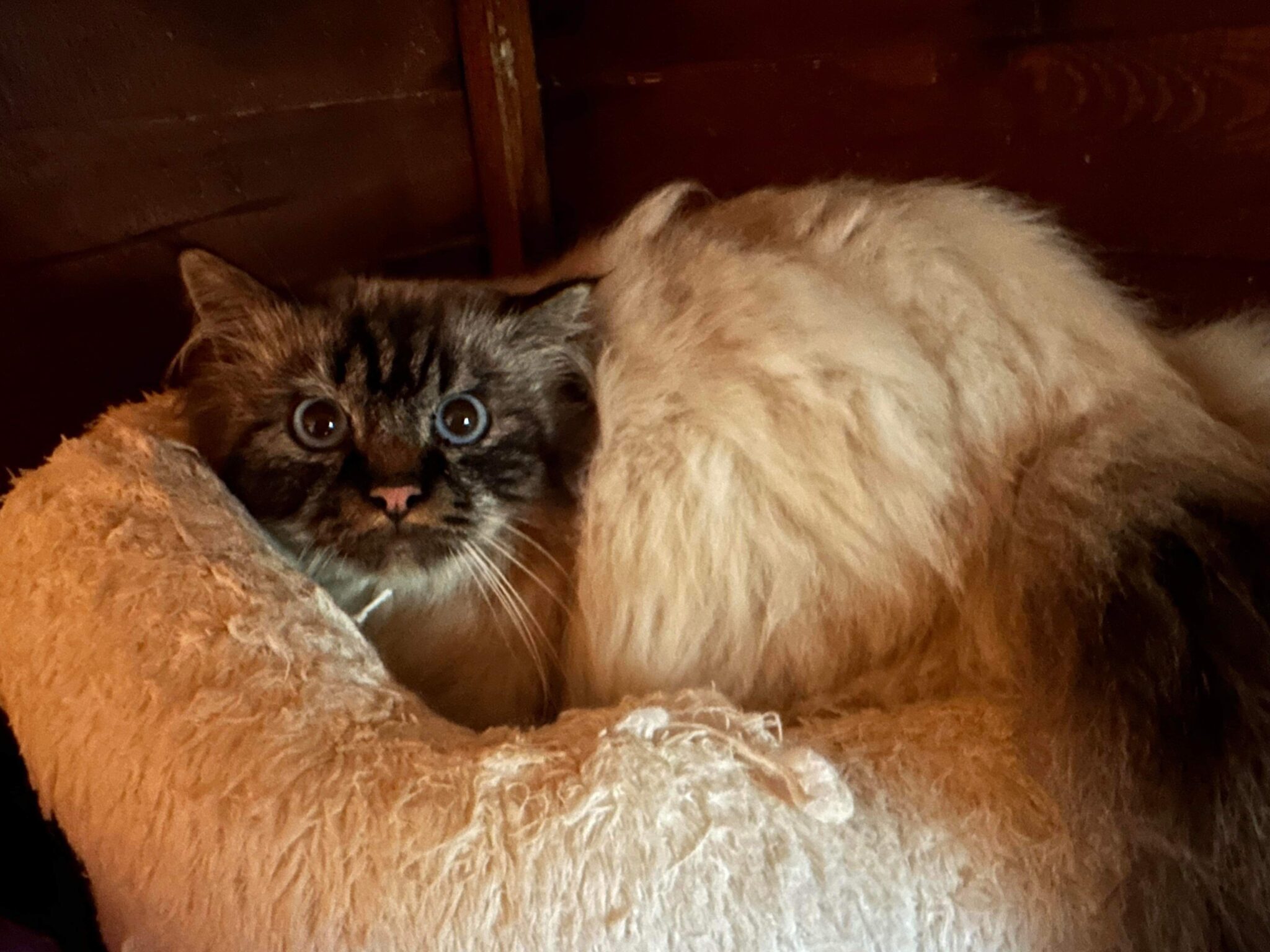 Stromae of Blue Leaf Valley : mâle Sacré de Birmanie seal tabby point ...